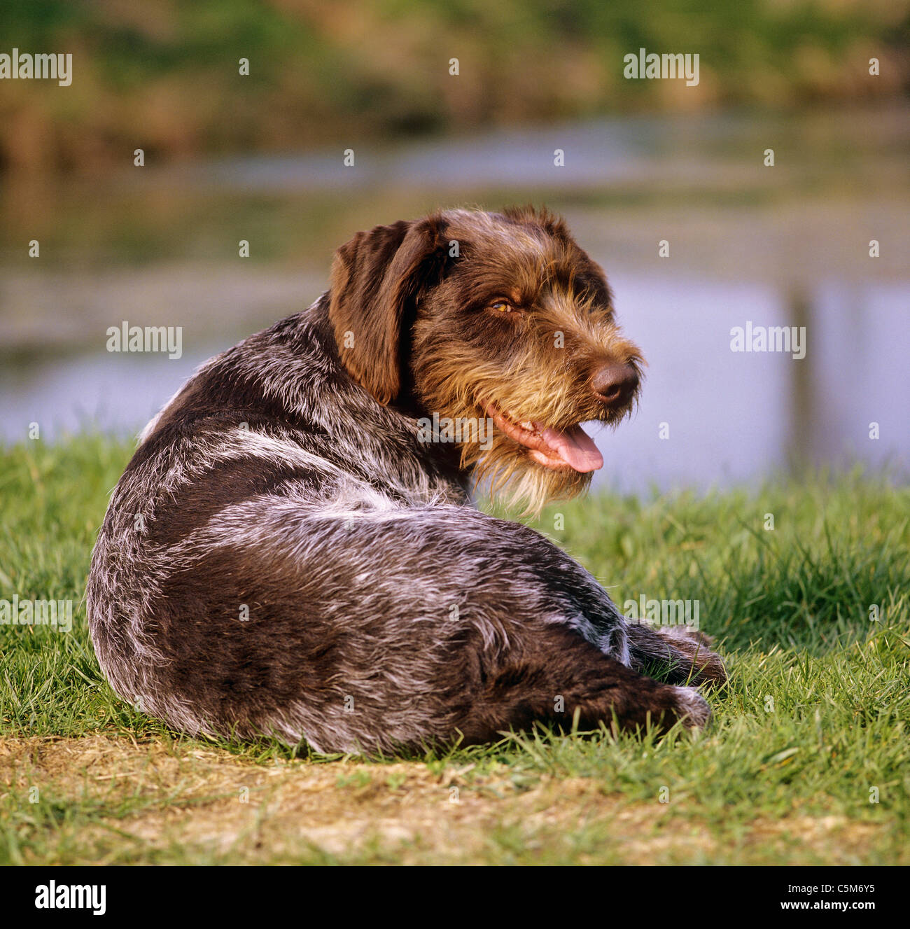 German wire hi-res stock photography and images - Alamy