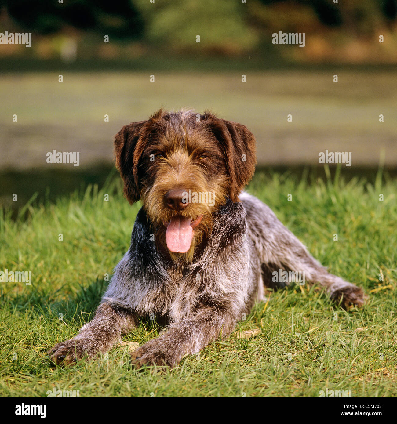 German wire-haired - lying on meadow Stock Photo - Alamy