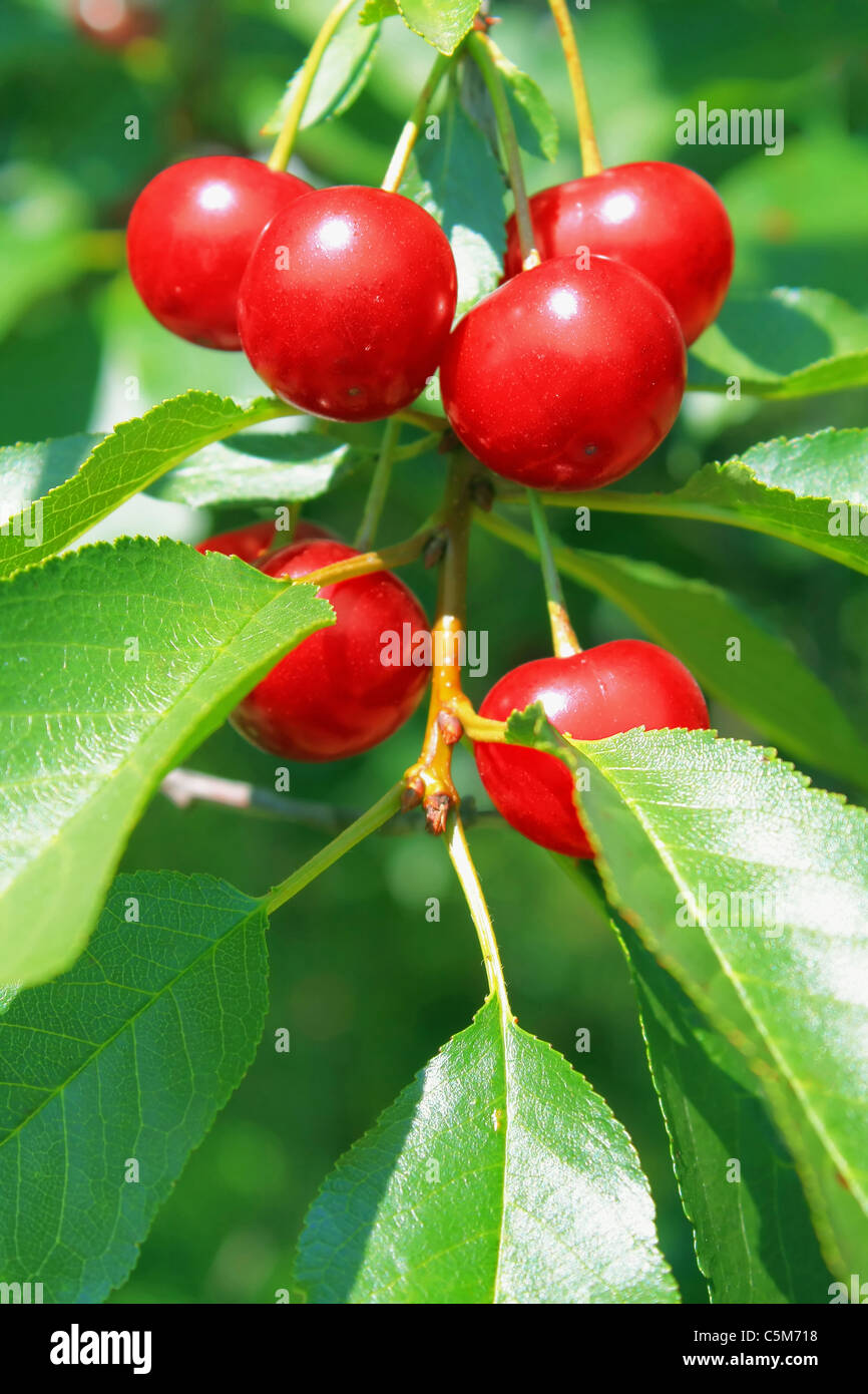 Sour cherry tree hi-res stock photography and images - Alamy