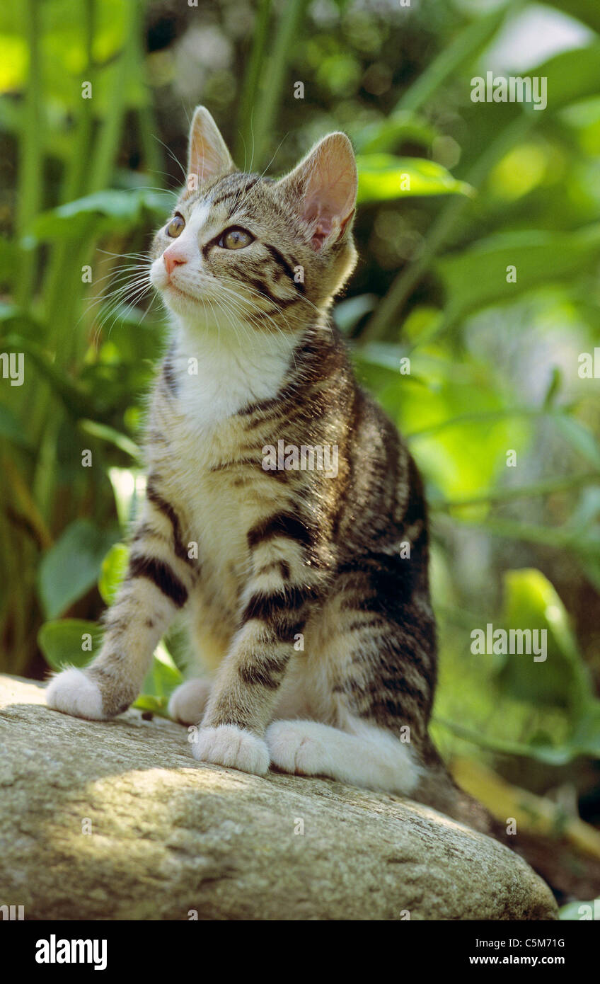 domestic cat - kitten - sitting Stock Photo - Alamy