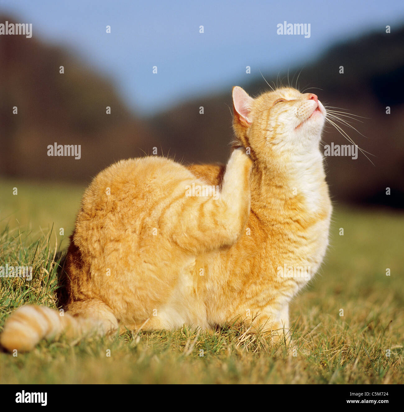 domestic cat on meadow - scratching itself Stock Photo - Alamy