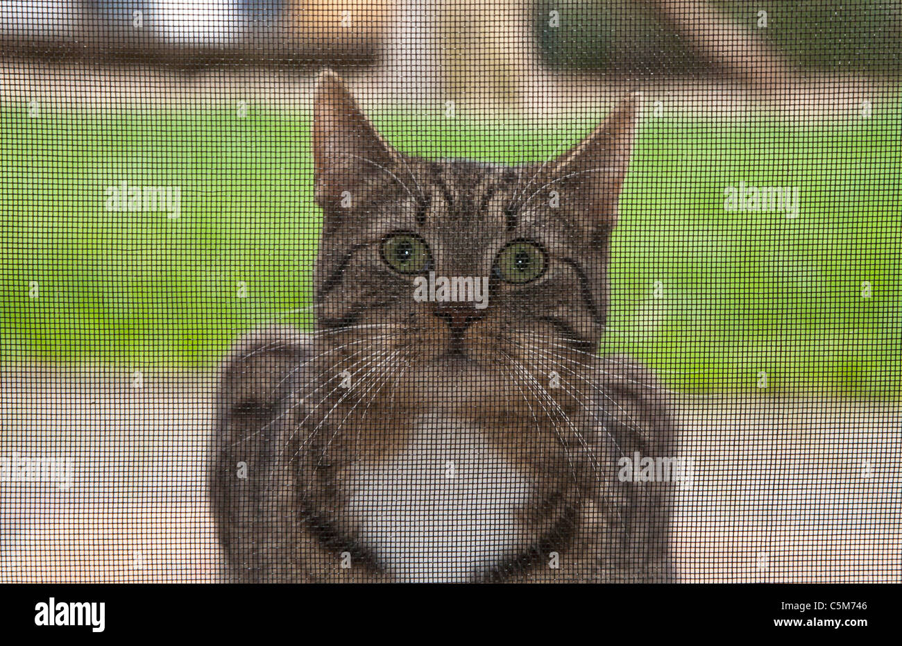 domestic cat behind net Stock Photo - Alamy