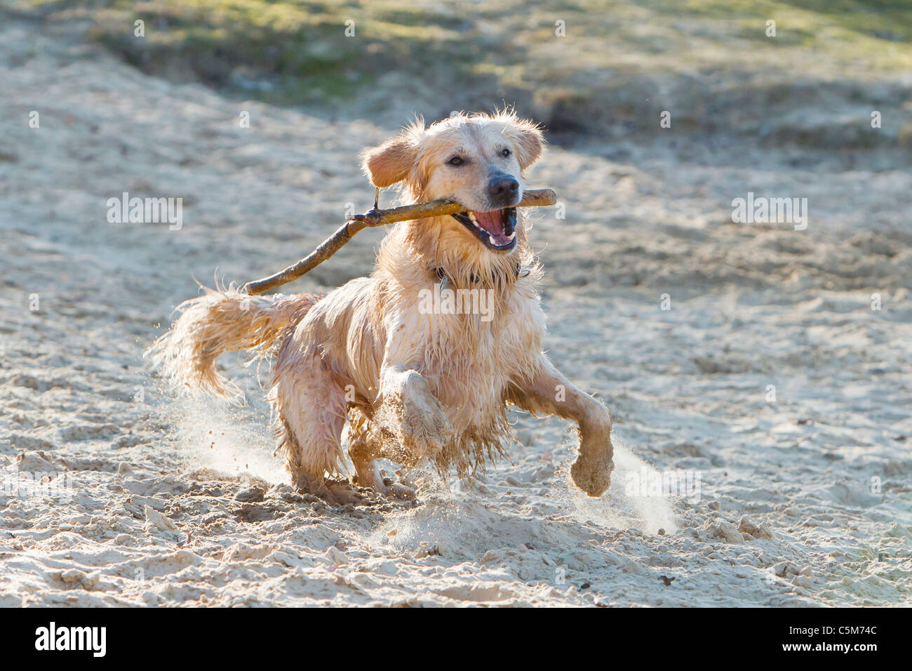 Golden Retriever with branch in sand Stock Photo - Alamy