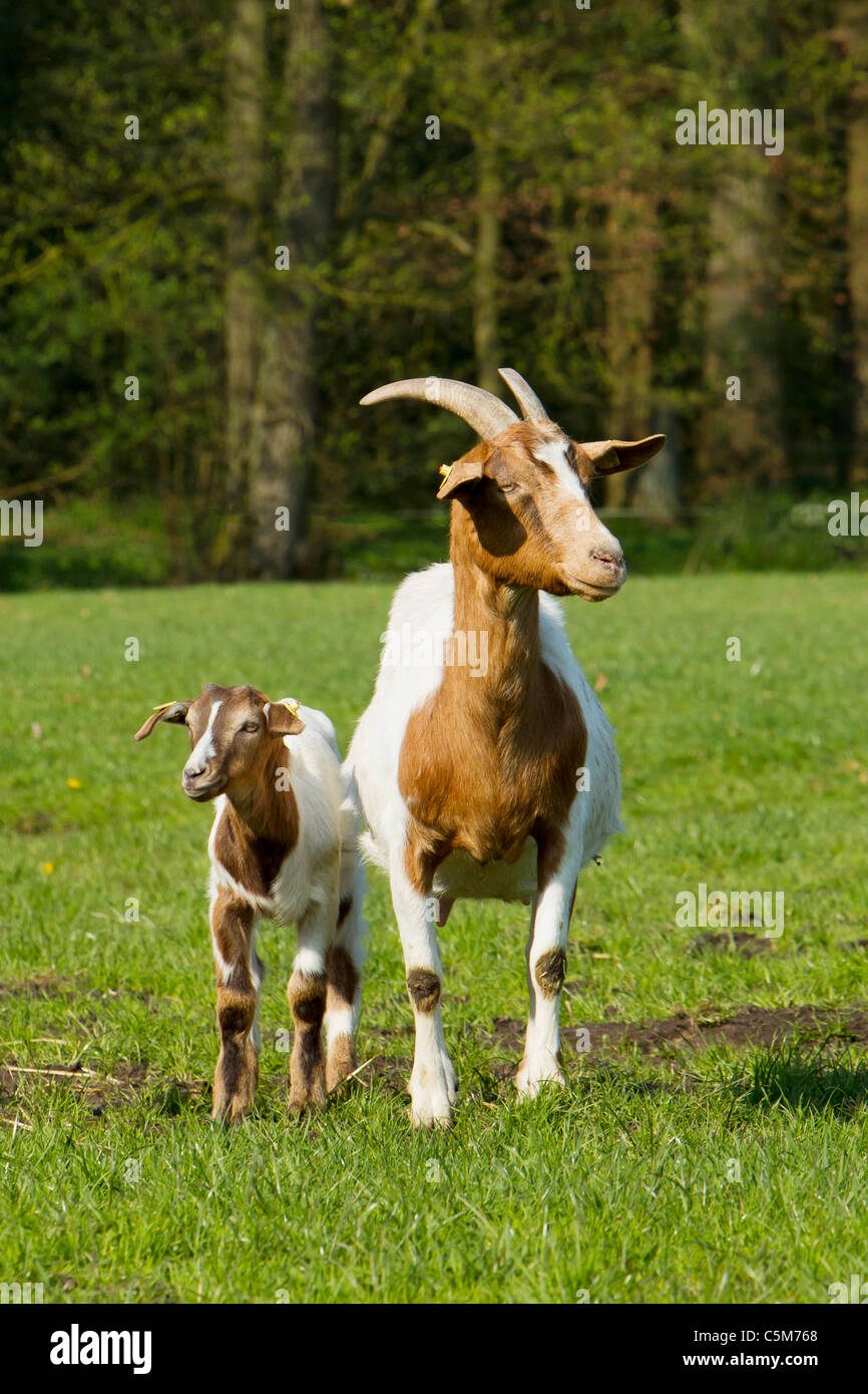 Boer goat and cub on meadow Stock Photo - Alamy
