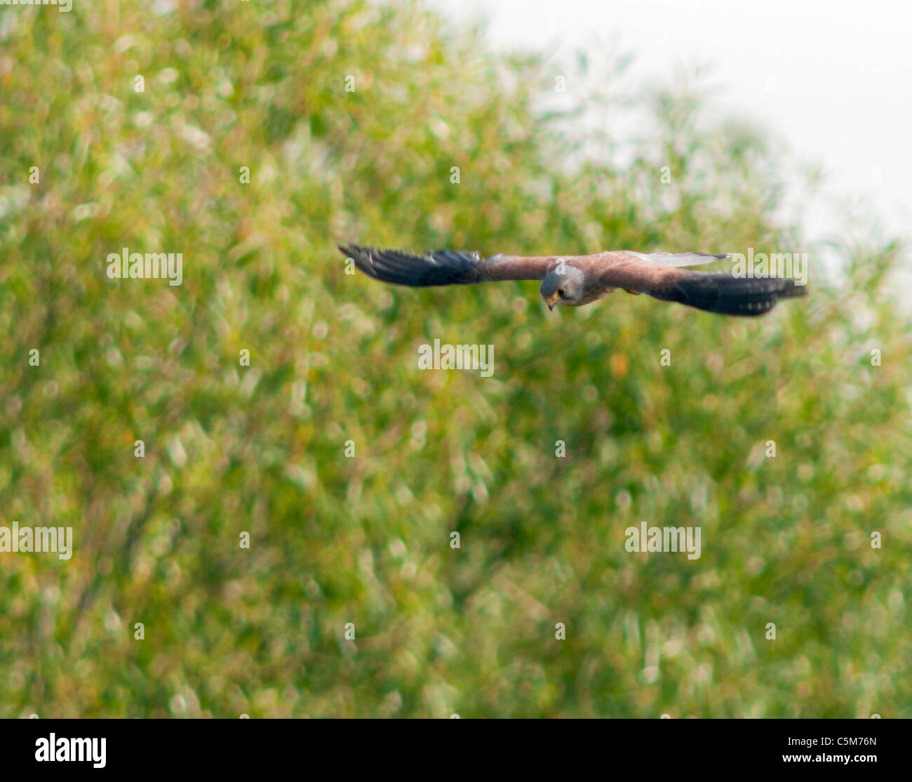 Kestrel hovering in landscape format hi-res stock photography and ...