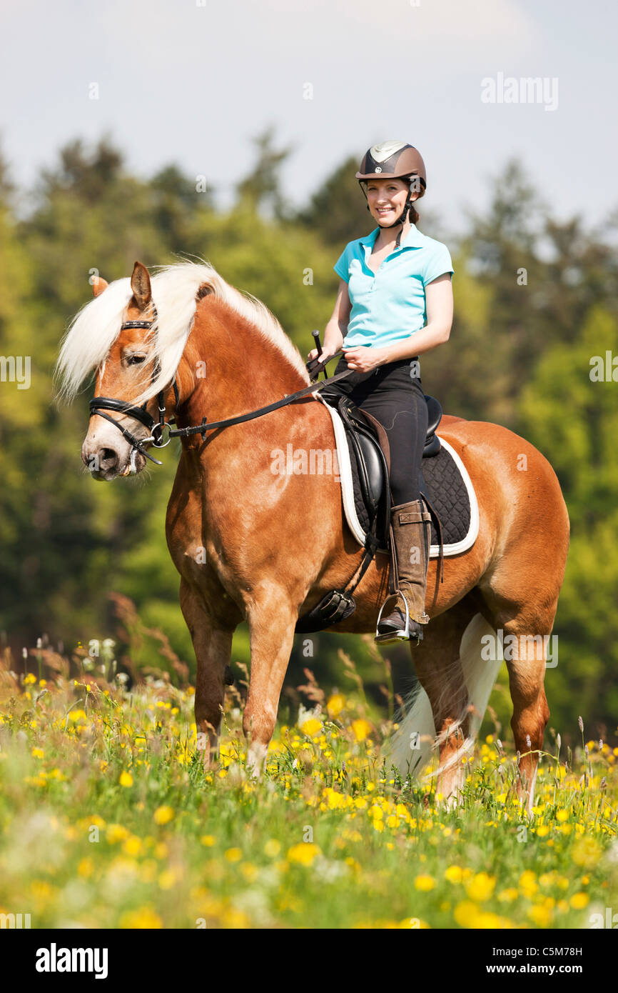 woman riding on Haflinger horse Stock Photo - Alamy
