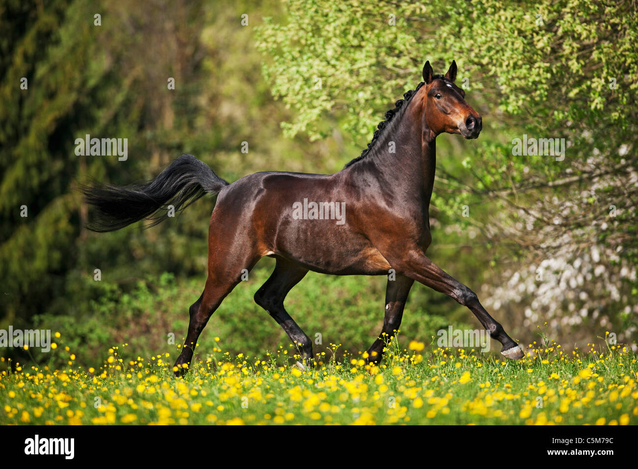 Hanoverian horse trotting meadow hi-res stock photography and images ...