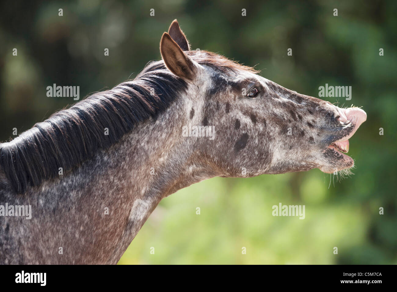 Knabstrup horse - flehming Stock Photo - Alamy