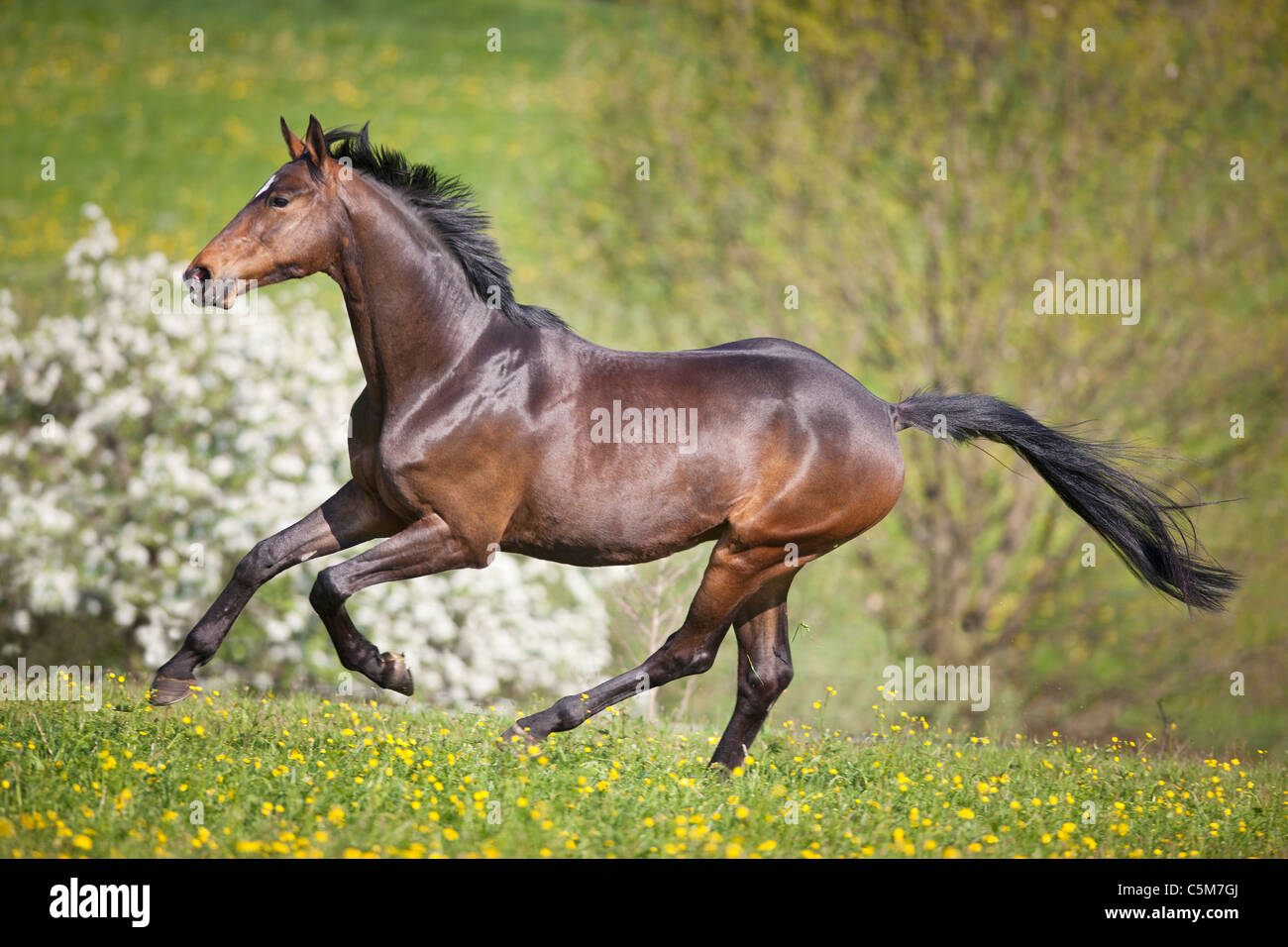 Trakehner horse hi-res stock photography and images - Alamy