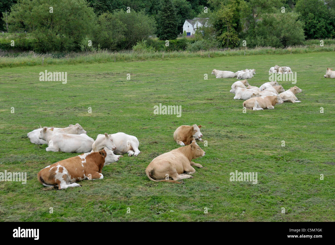 Cows lying down in anticipation of rain. Ireland Stock Photo - Alamy