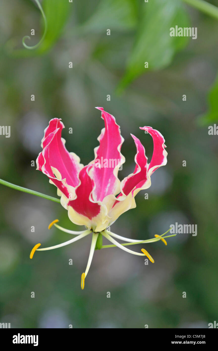 Glory Lily: Gloriosa sp. Also known as: flame lily, fire lily, gloriosa ...