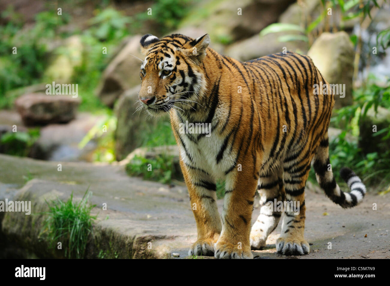 Siberian Tiger (Panthera tigris altaica). Adult standing, captive Stock Photo - Alamy