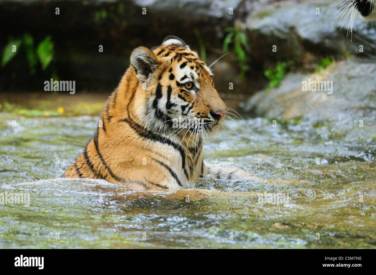 Siberian tiger in water / Panthera tigris altaica Stock Photo - Alamy
