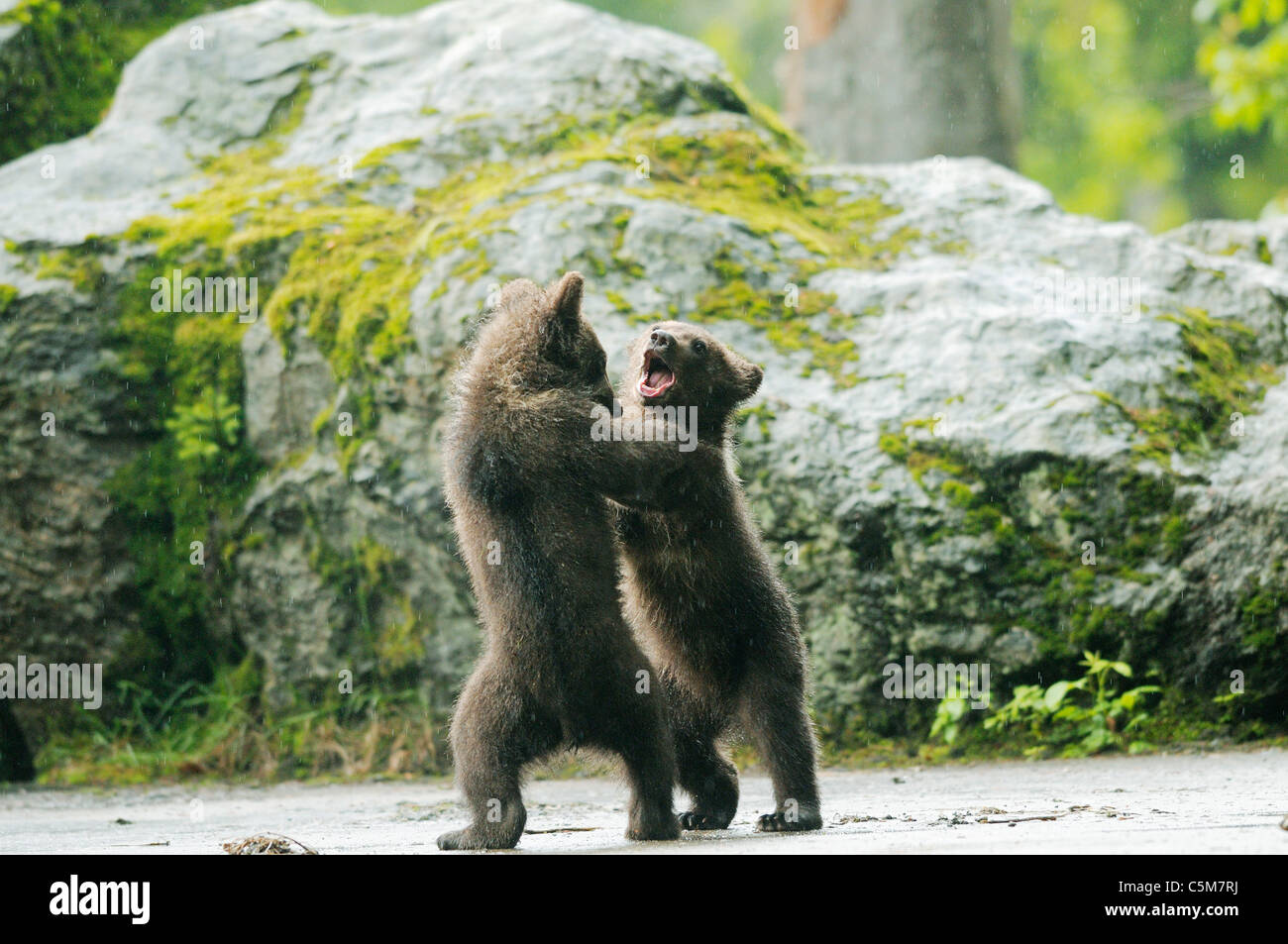 Fighting cubs hi-res stock photography and images - Alamy