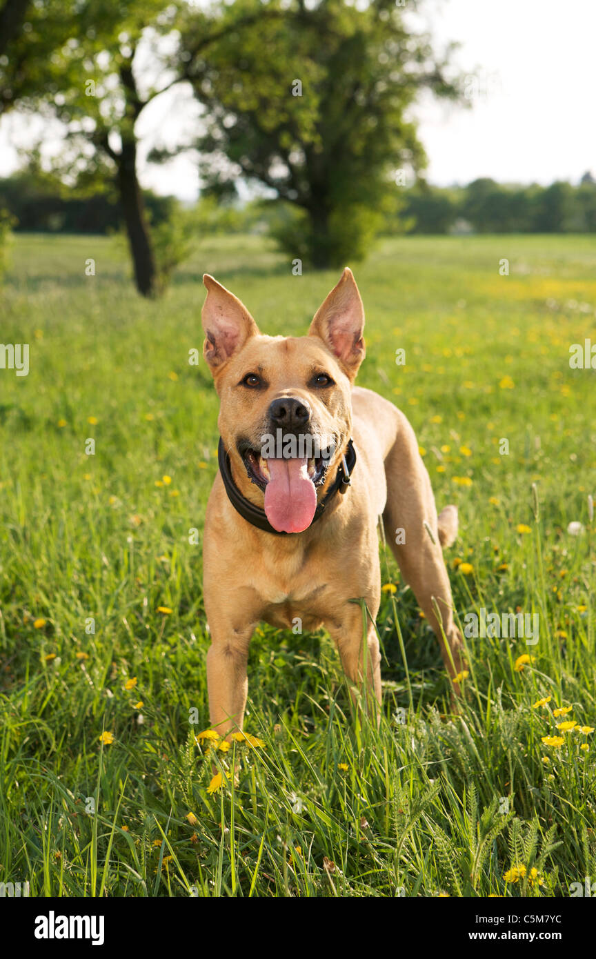 half breed dog - standing on meadow Stock Photo - Alamy