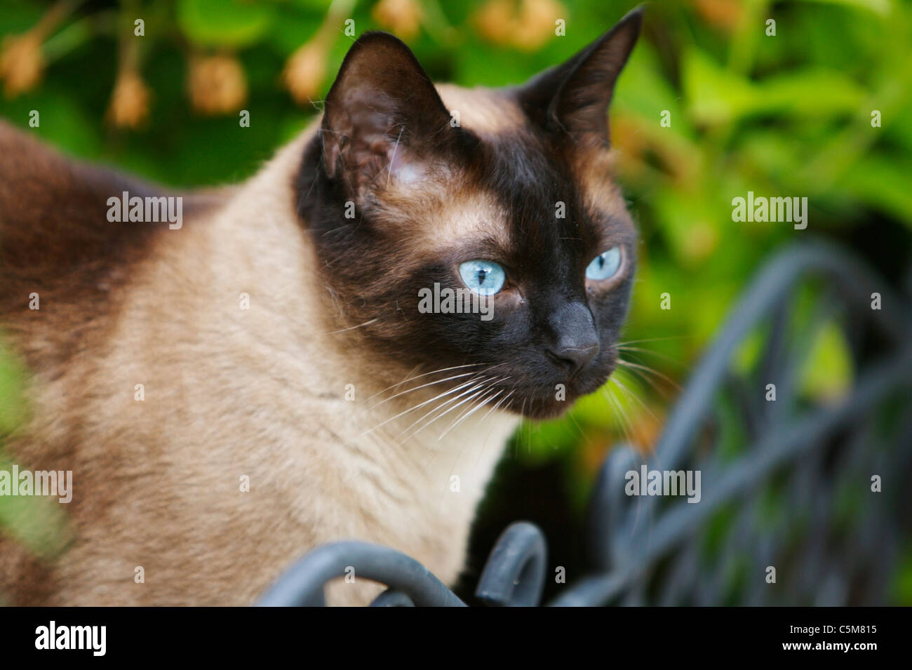Siamese cat - portrait Stock Photo - Alamy