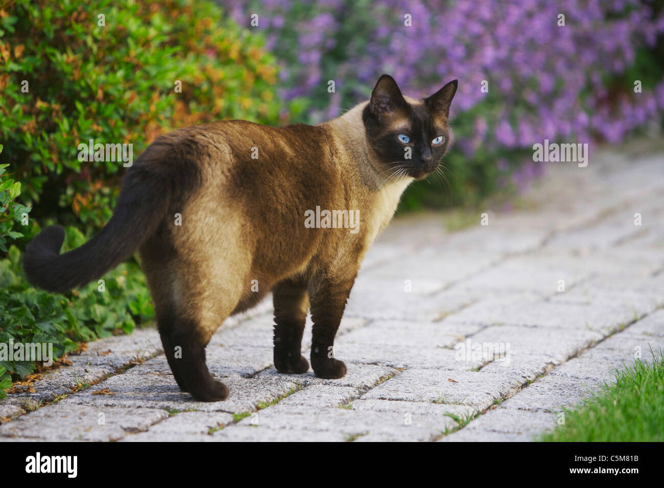 Siamese cat. Adult tomcat standing on a garden path Stock Photo - Alamy