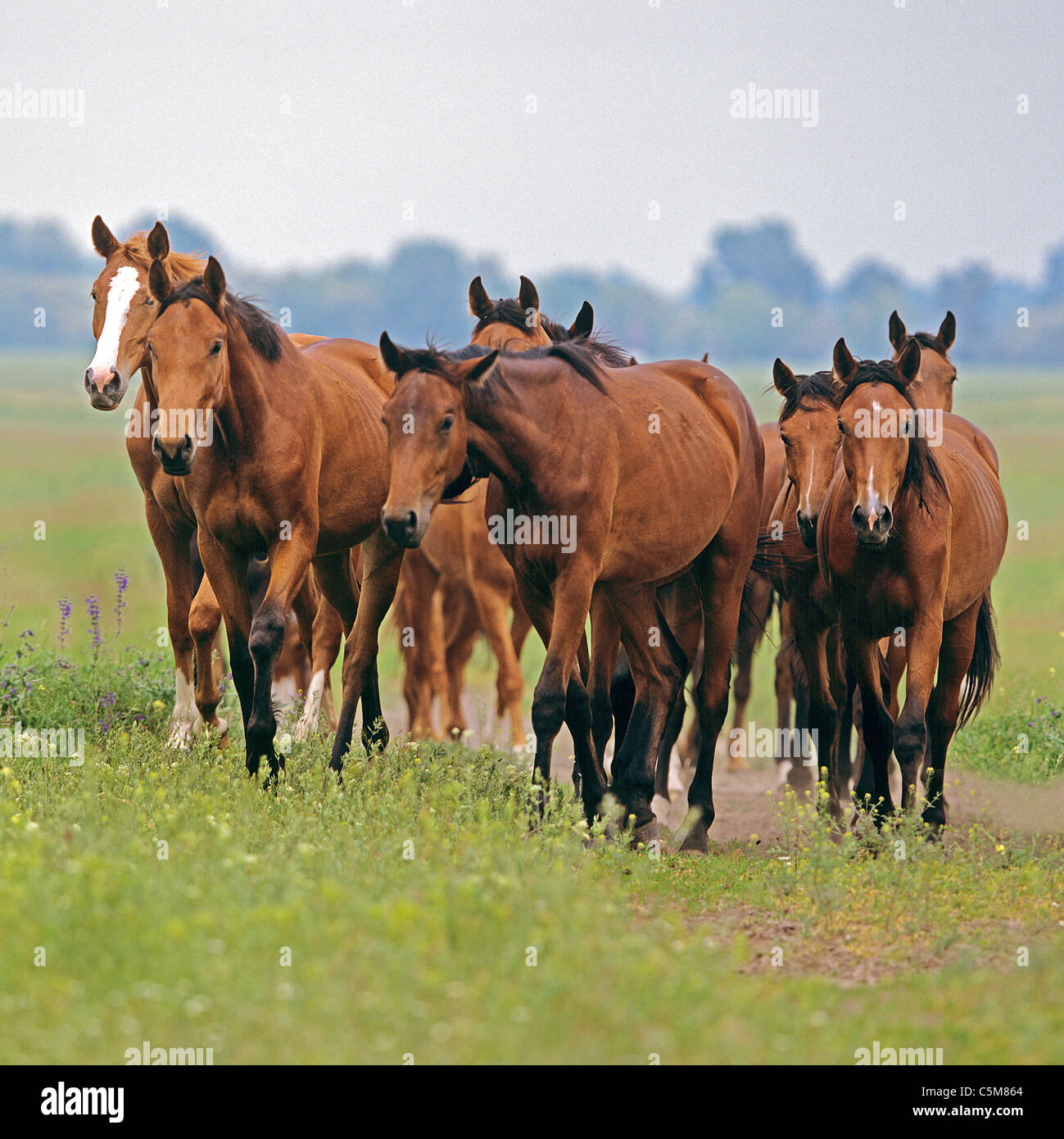 Hungarian Half Bred Horse