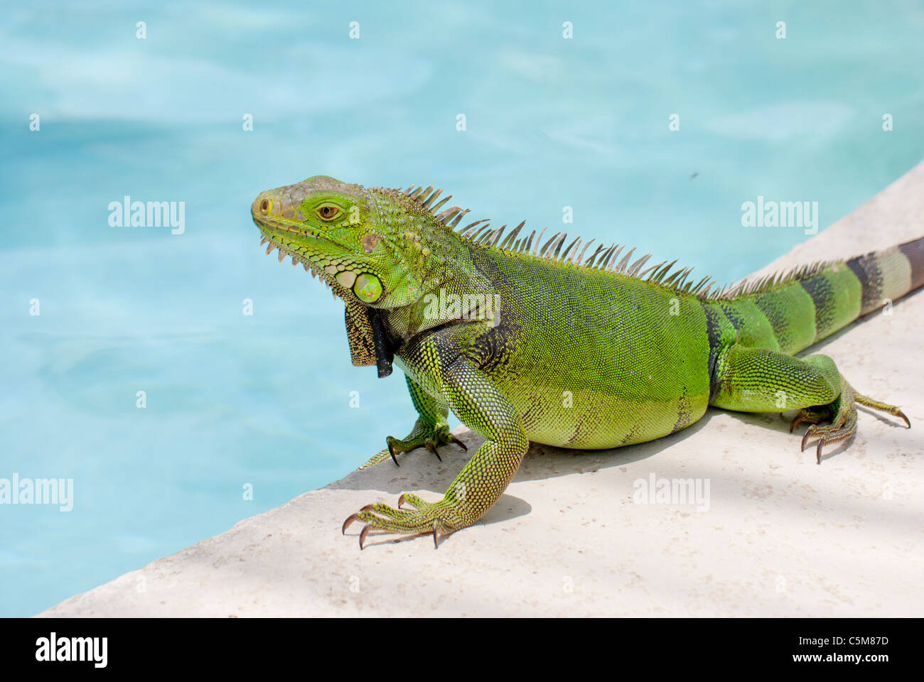 Iguana sitting by the swimming pool Stock Photo - Alamy