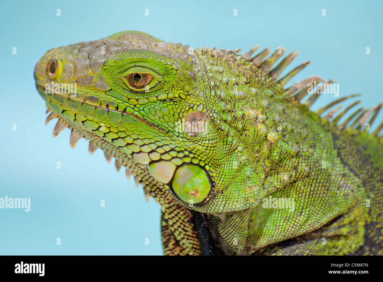 Iguana puerto rico hi-res stock photography and images - Alamy