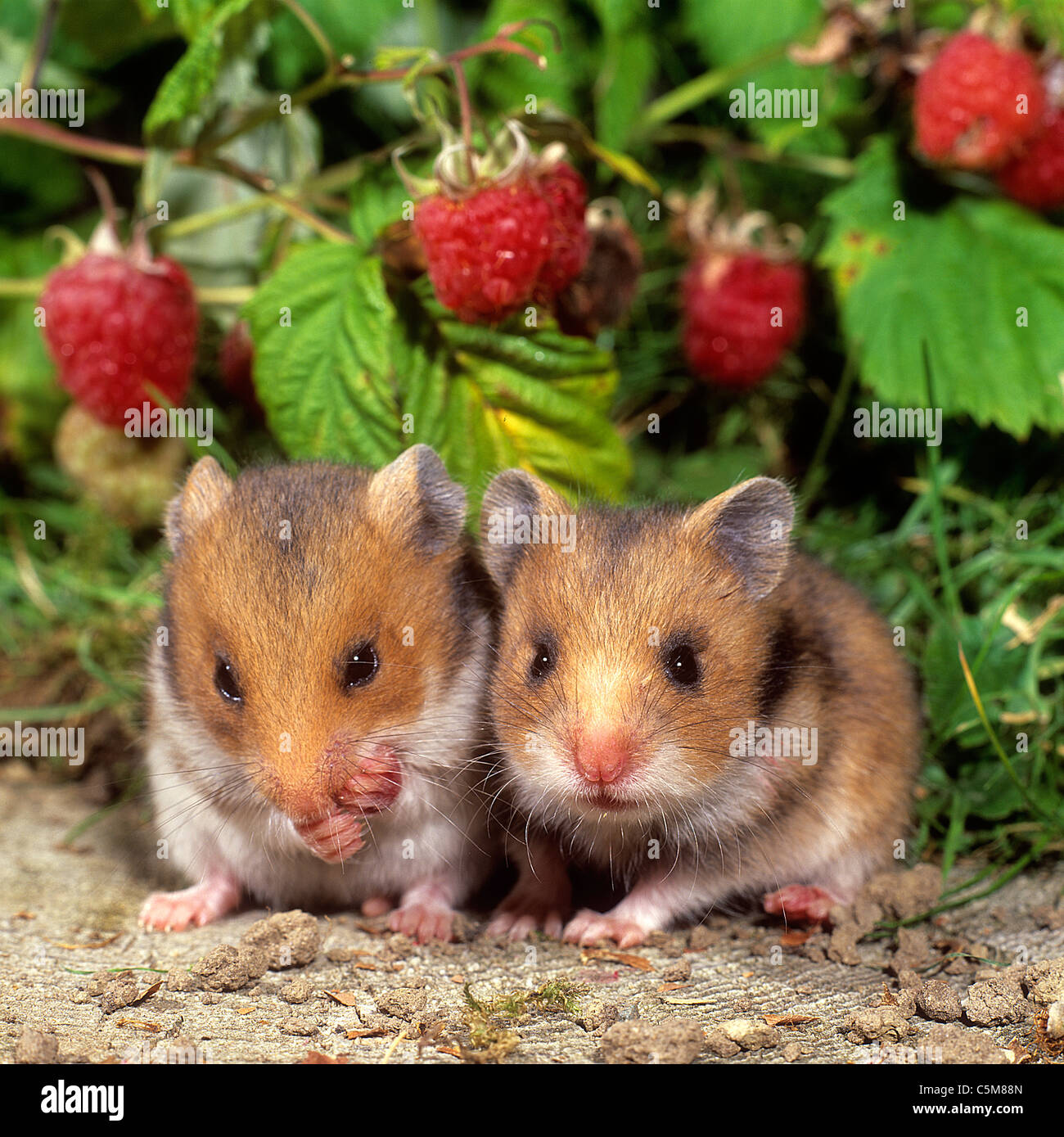 Golden Hamster - two cubs Stock Photo - Alamy