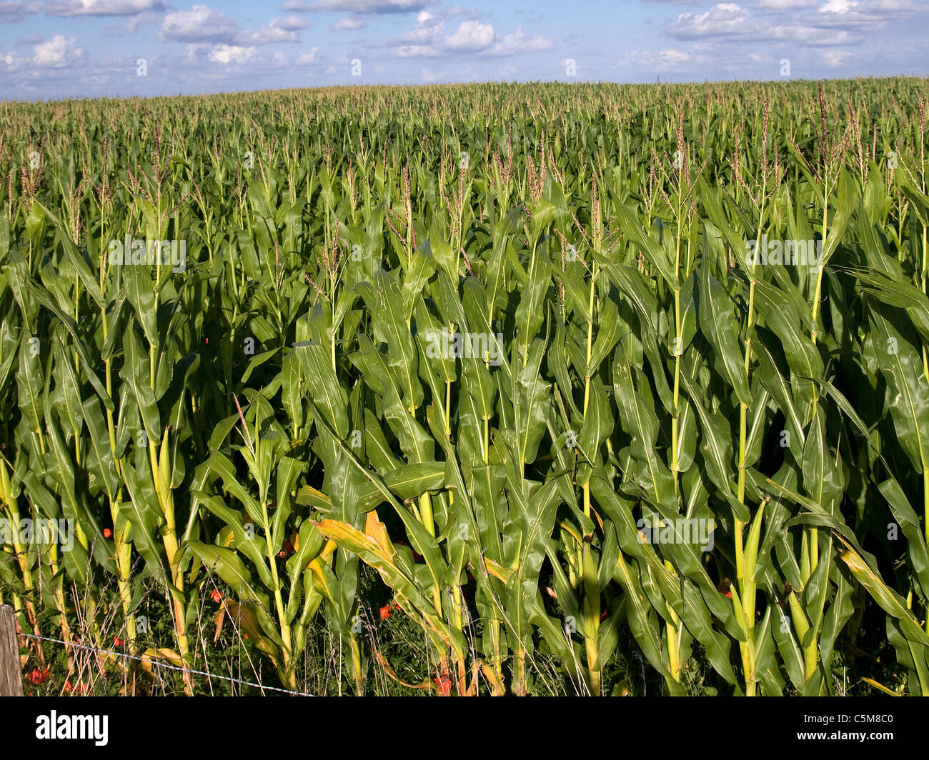Normandy cornfield hi-res stock photography and images - Alamy
