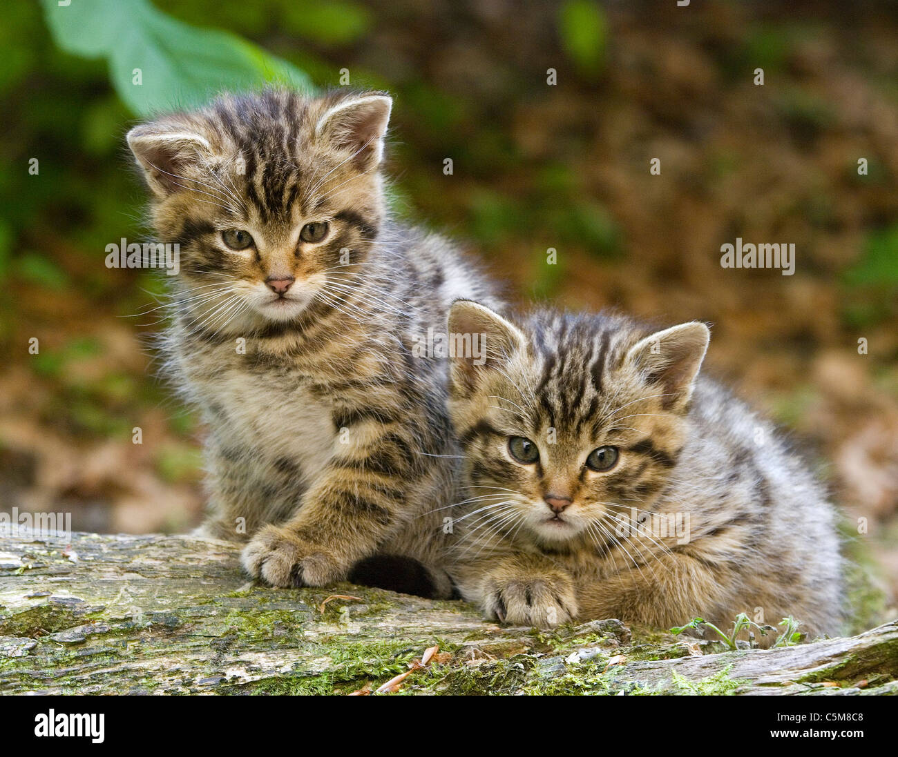 two young wildcats / Felis silvestris Stock Photo - Alamy