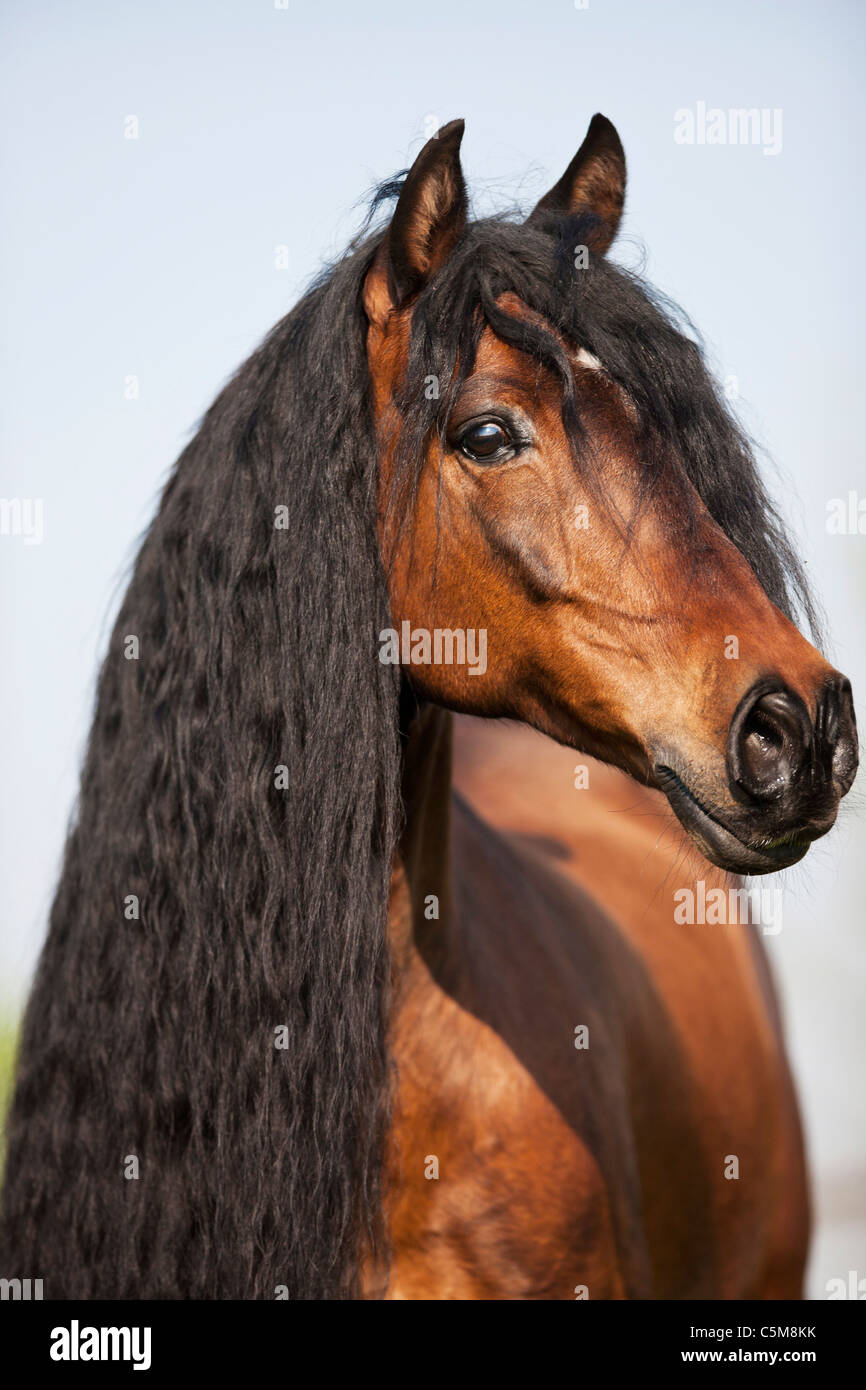 Hispano Arabian horse - portrait Stock Photo - Alamy