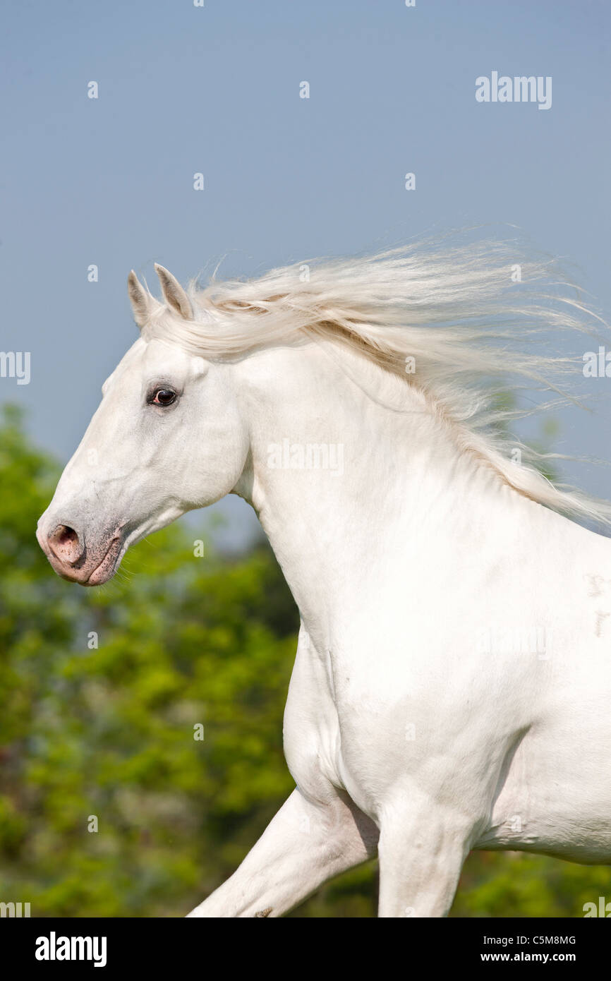 Lipizzans hi-res stock photography and images - Alamy