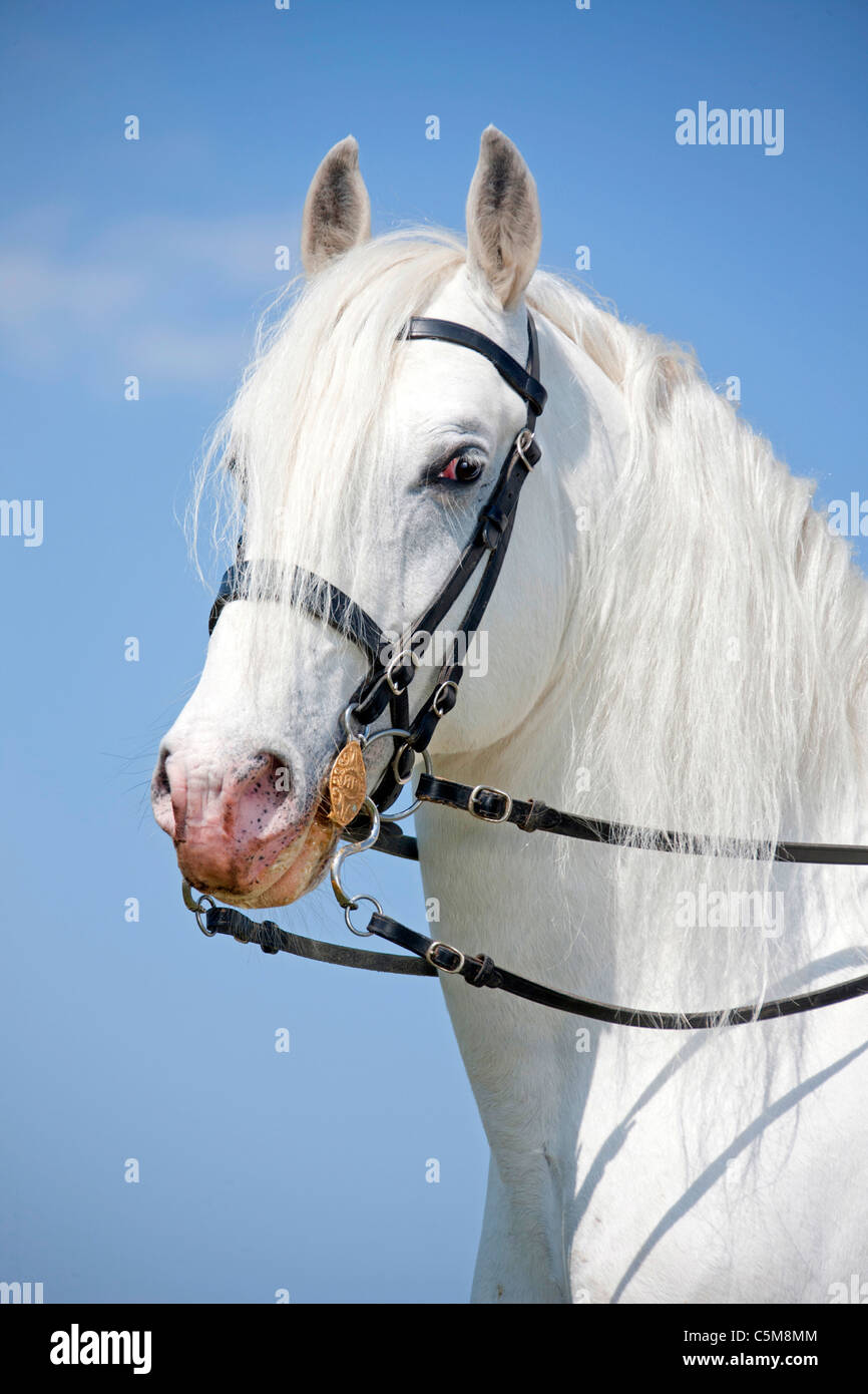 Lipizzan horse - portrait Stock Photo - Alamy