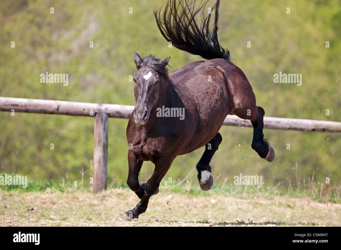 Funny Horse Jumping Pictures