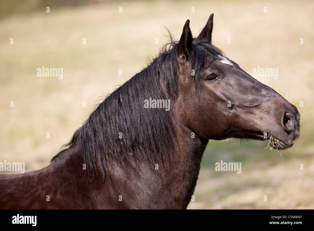 Noriker Horse High Resolution Stock Photography and Images - Alamy