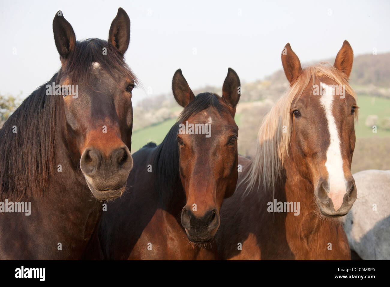 three Noriker horses - portrait Stock Photo - Alamy