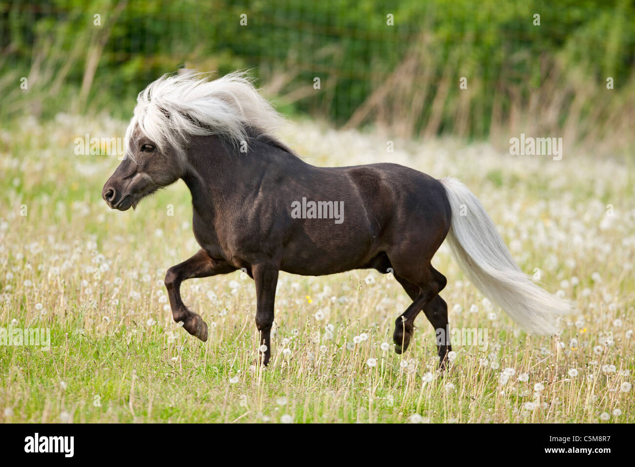 Classic Pony horse - walking on meadow Stock Photo - Alamy