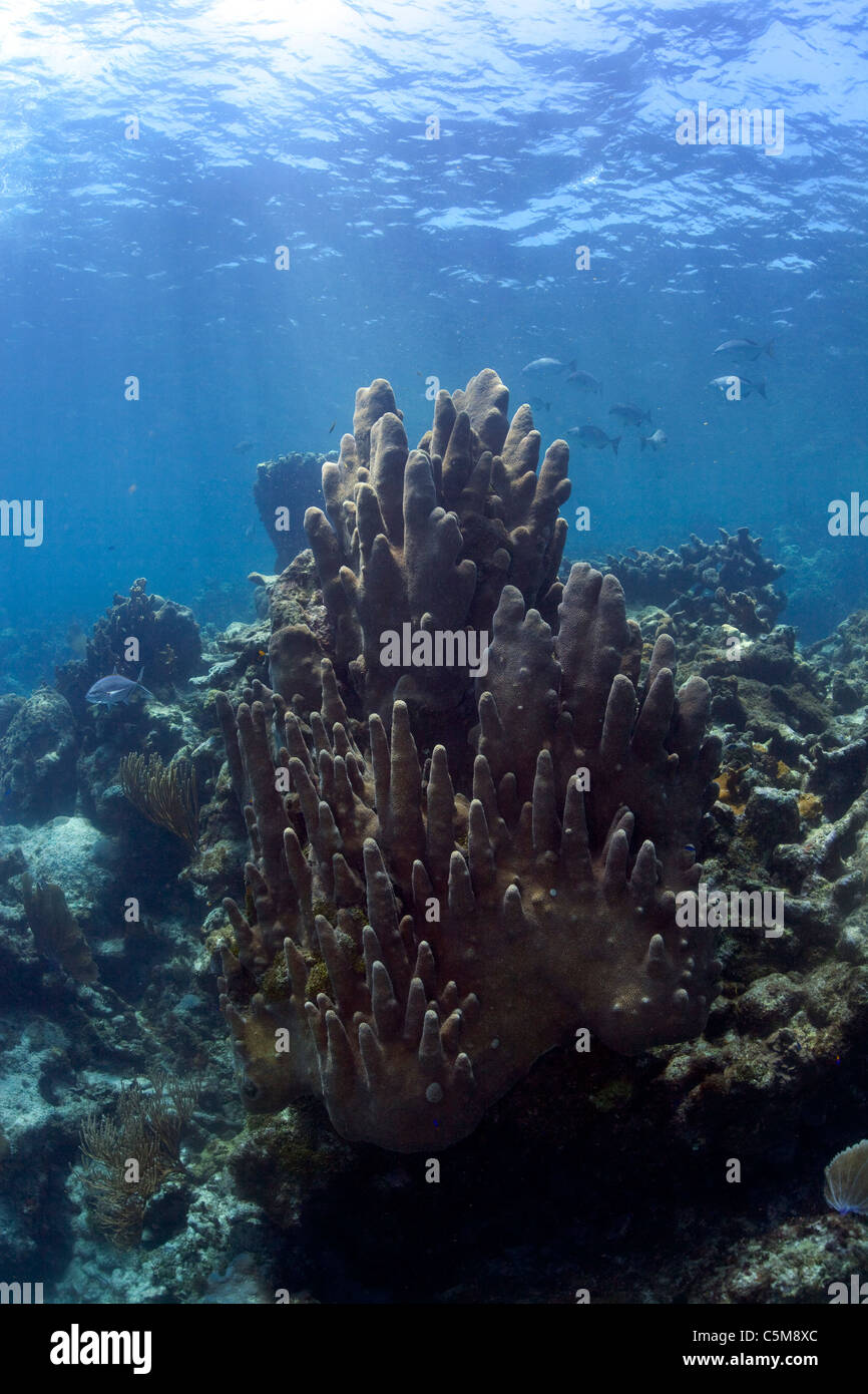 A healthy stand of pillar coral reef at the Swan Islands, a remote ...