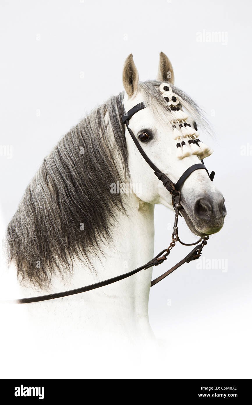 Pure Animals High Resolution Stock Photography and Images - Alamy