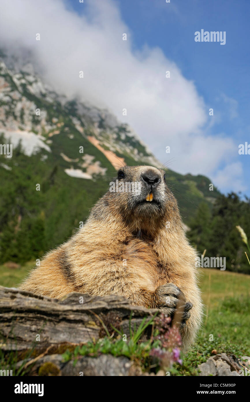 Alpine Marmot - lying / Marmota marmota Stock Photo - Alamy