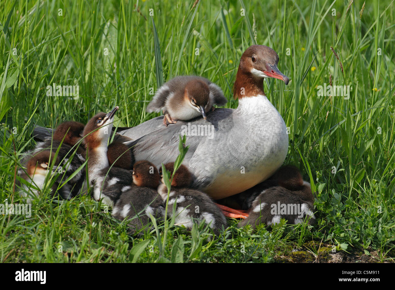 Common Merganser (female) and fledglings on meadow Stock Photo - Alamy