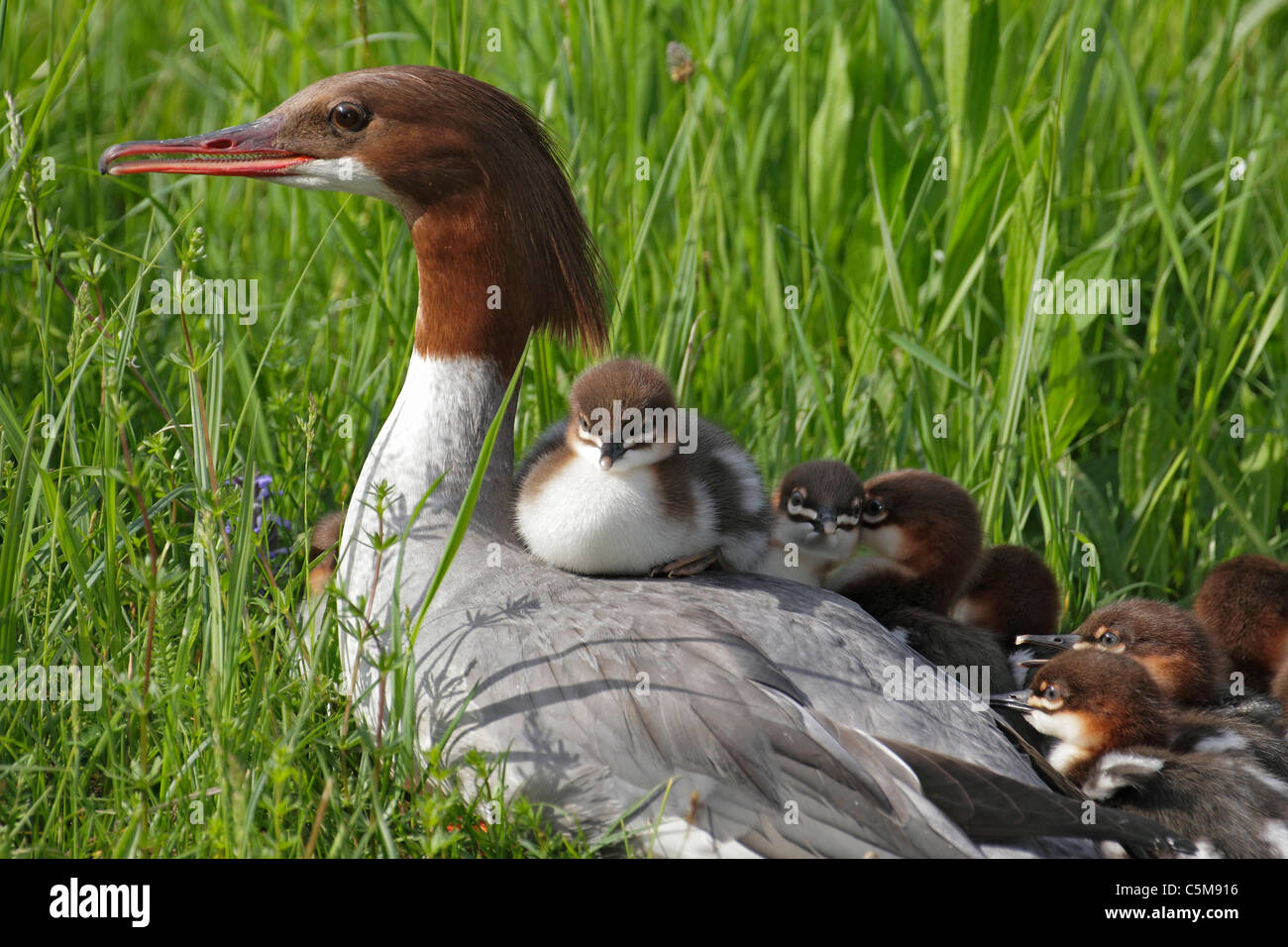 Common Merganser (female) and fledglings on meadow Stock Photo - Alamy