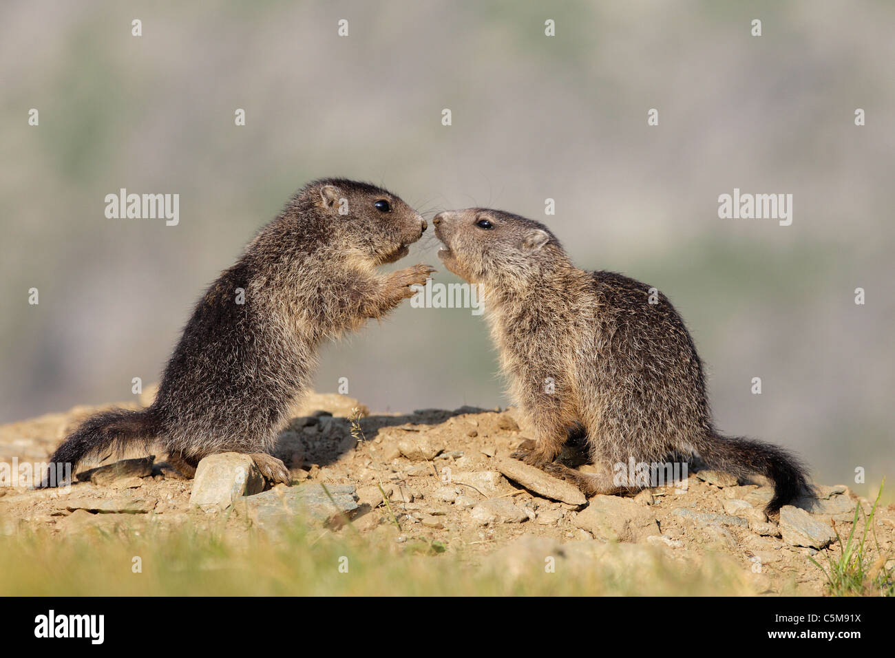two young Alpine Marmots - playing / Marmota marmota Stock Photo - Alamy