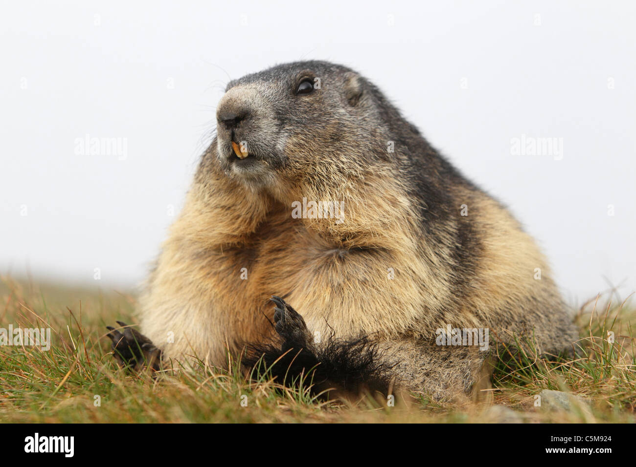 Alpine Marmot - sitting on meadow Stock Photo - Alamy