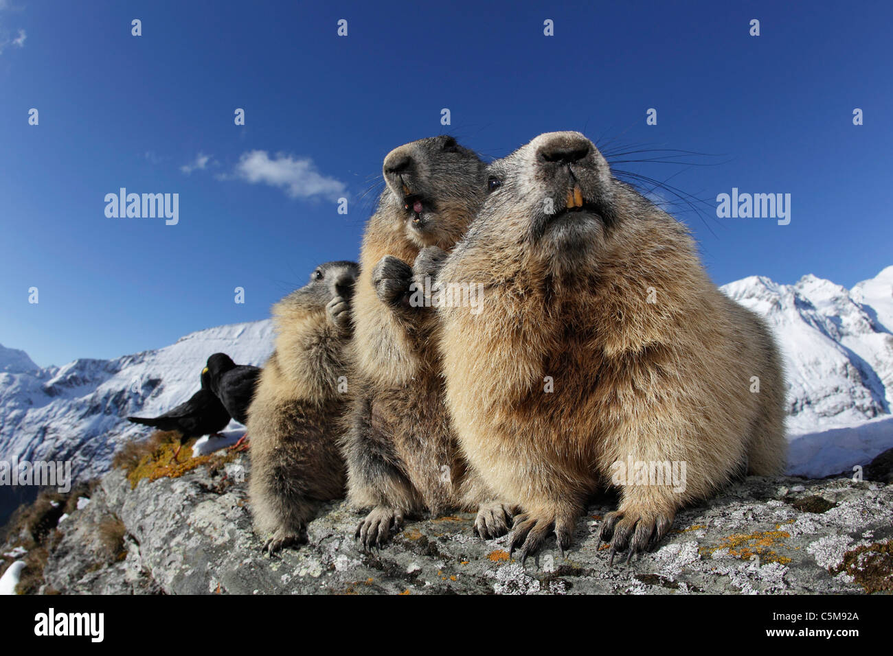three Alpine marmots in snow / Marmota marmota Stock Photo - Alamy