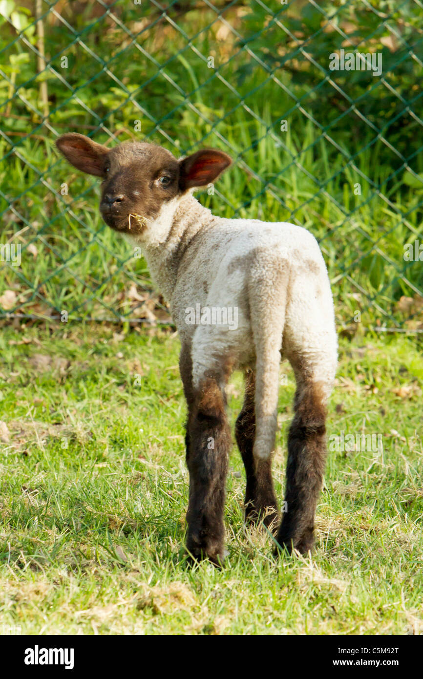 German Blackheaded Mutton - lamb on meadow Stock Photo - Alamy