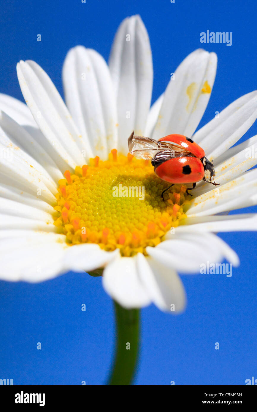 two-spotted ladybug on blossom Stock Photo - Alamy