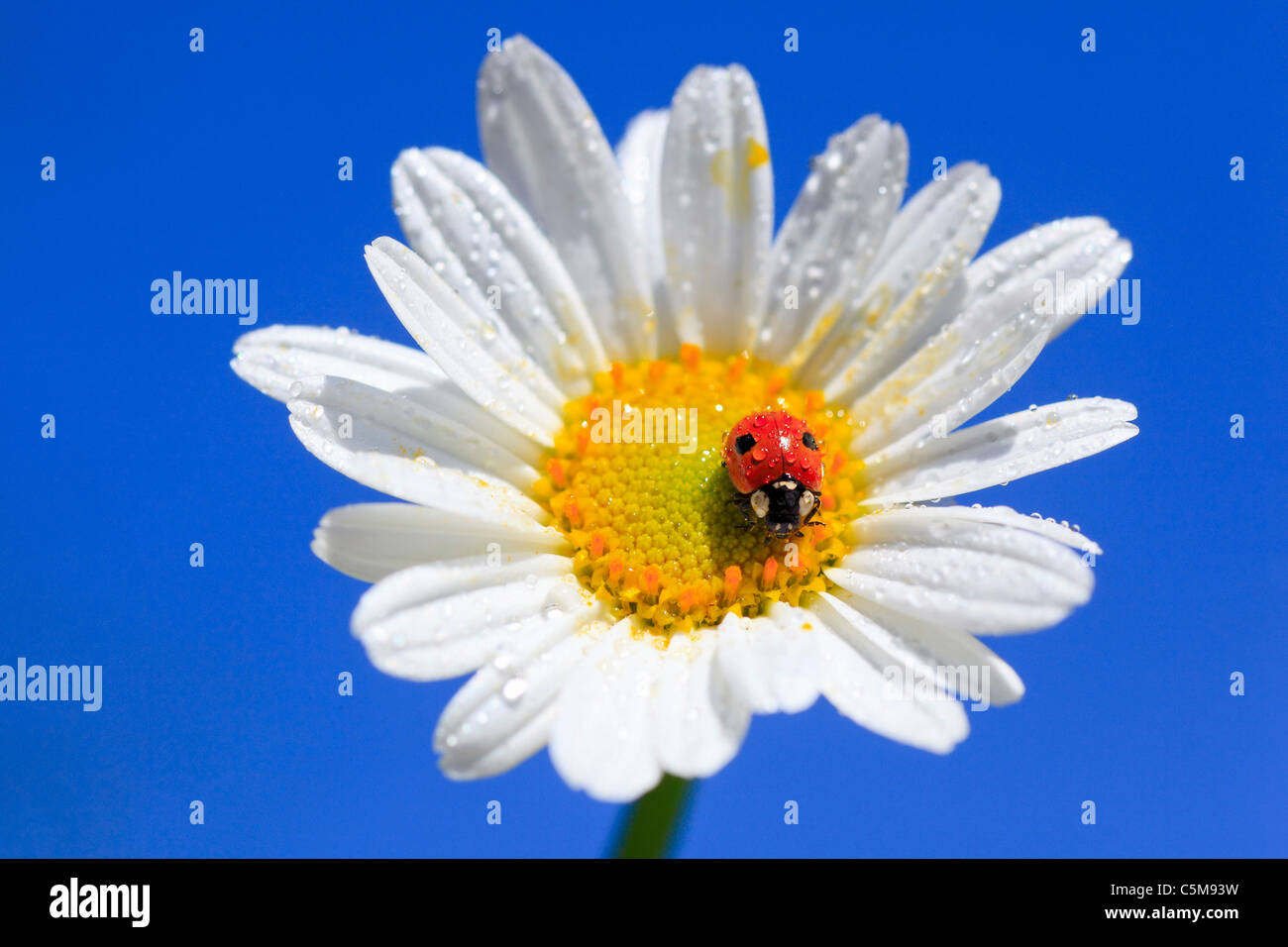 Two-spotted Ladybird, Two-spotted Lady Beetle (Adalia bipunctata on ...