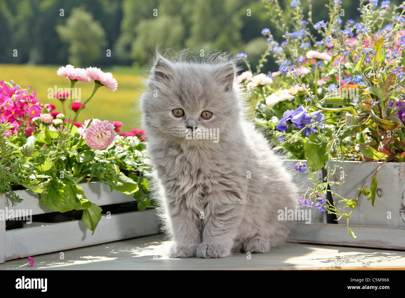 Highlander kitten - sitting Stock Photo - Alamy