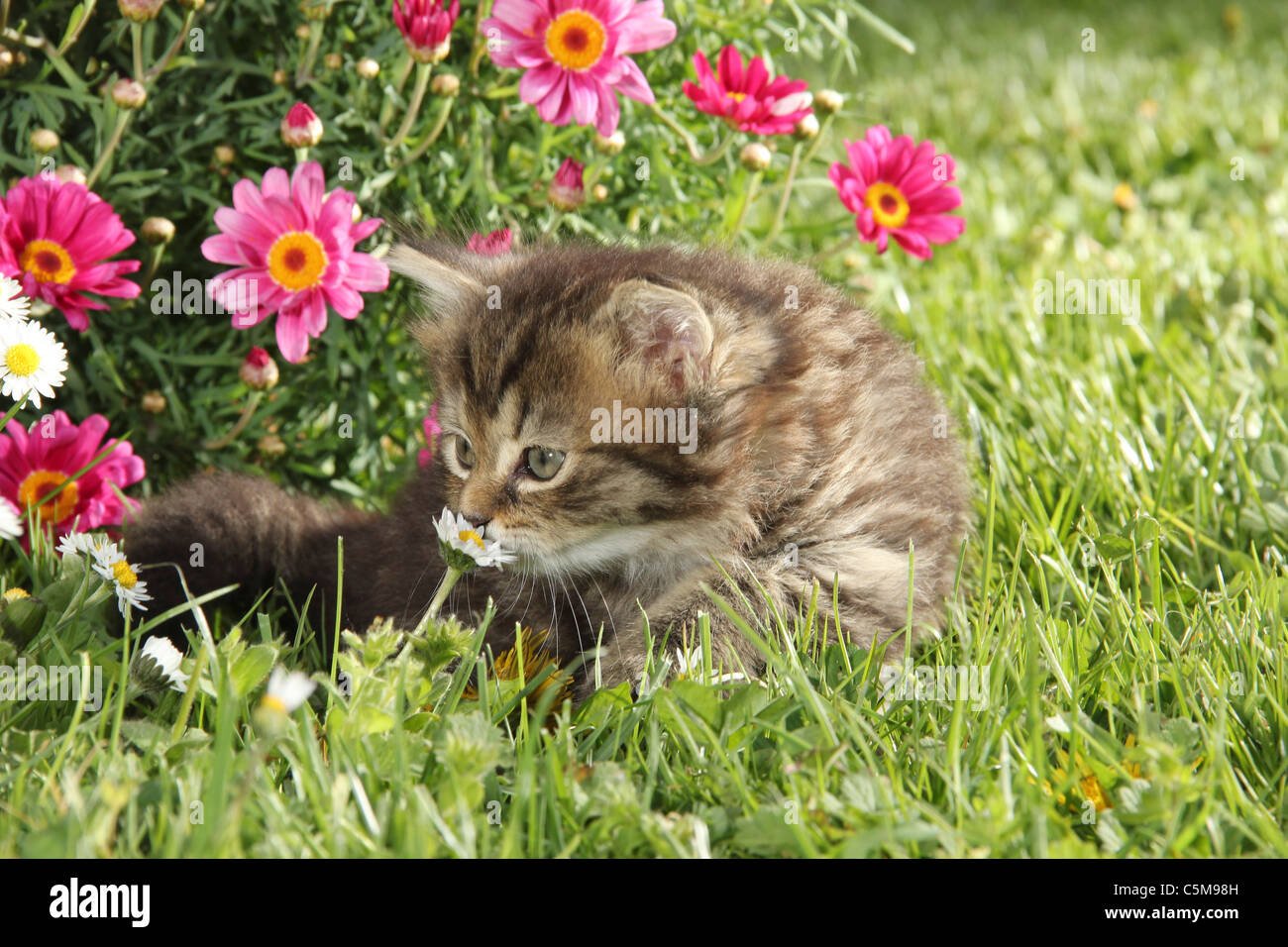 Cat sniffing flower hi-res stock photography and images - Alamy