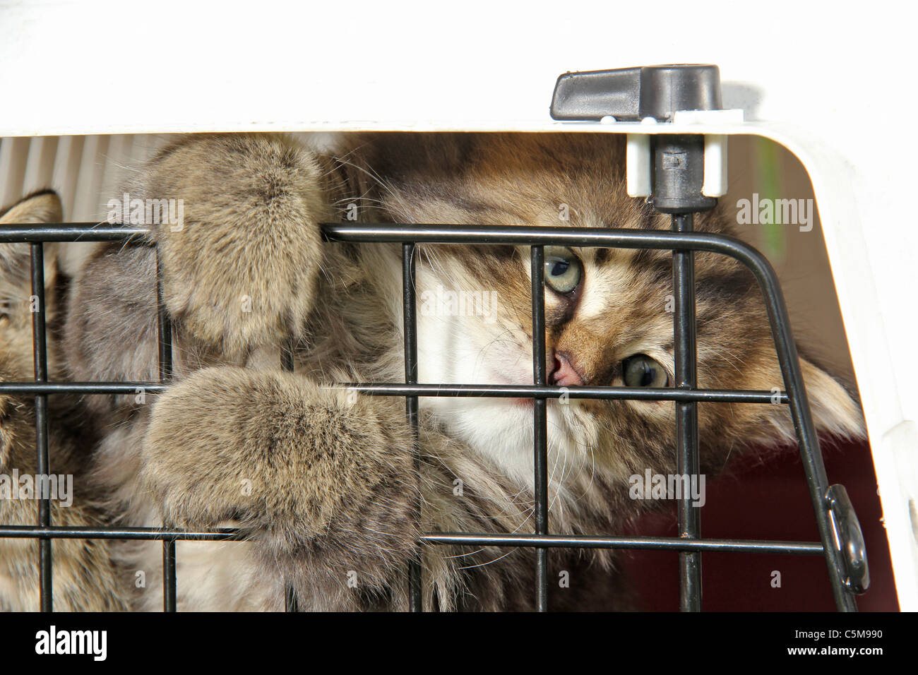 domestic cat in transport box Stock Photo - Alamy