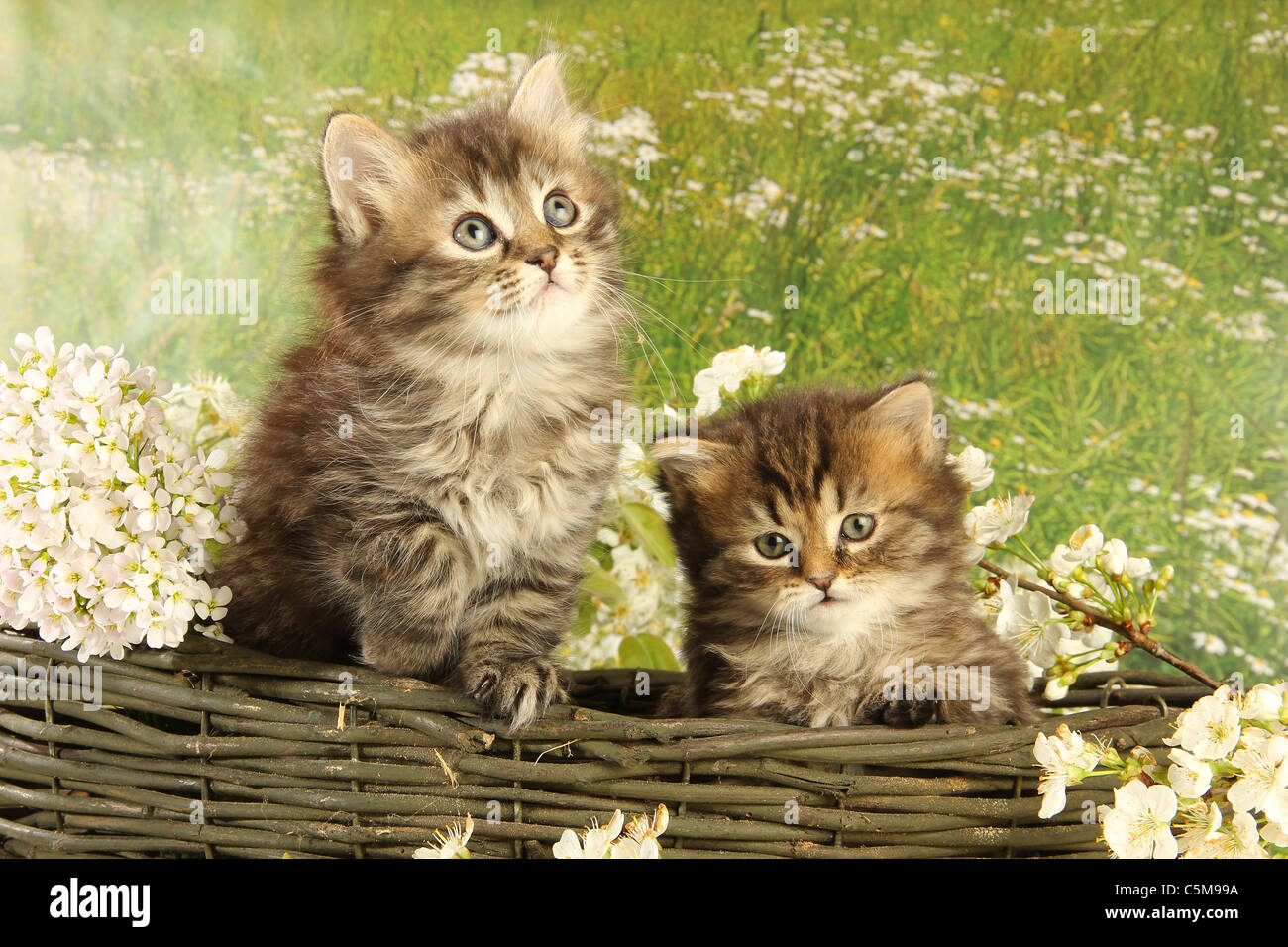 domestic cat - two kittens between flowers Stock Photo - Alamy