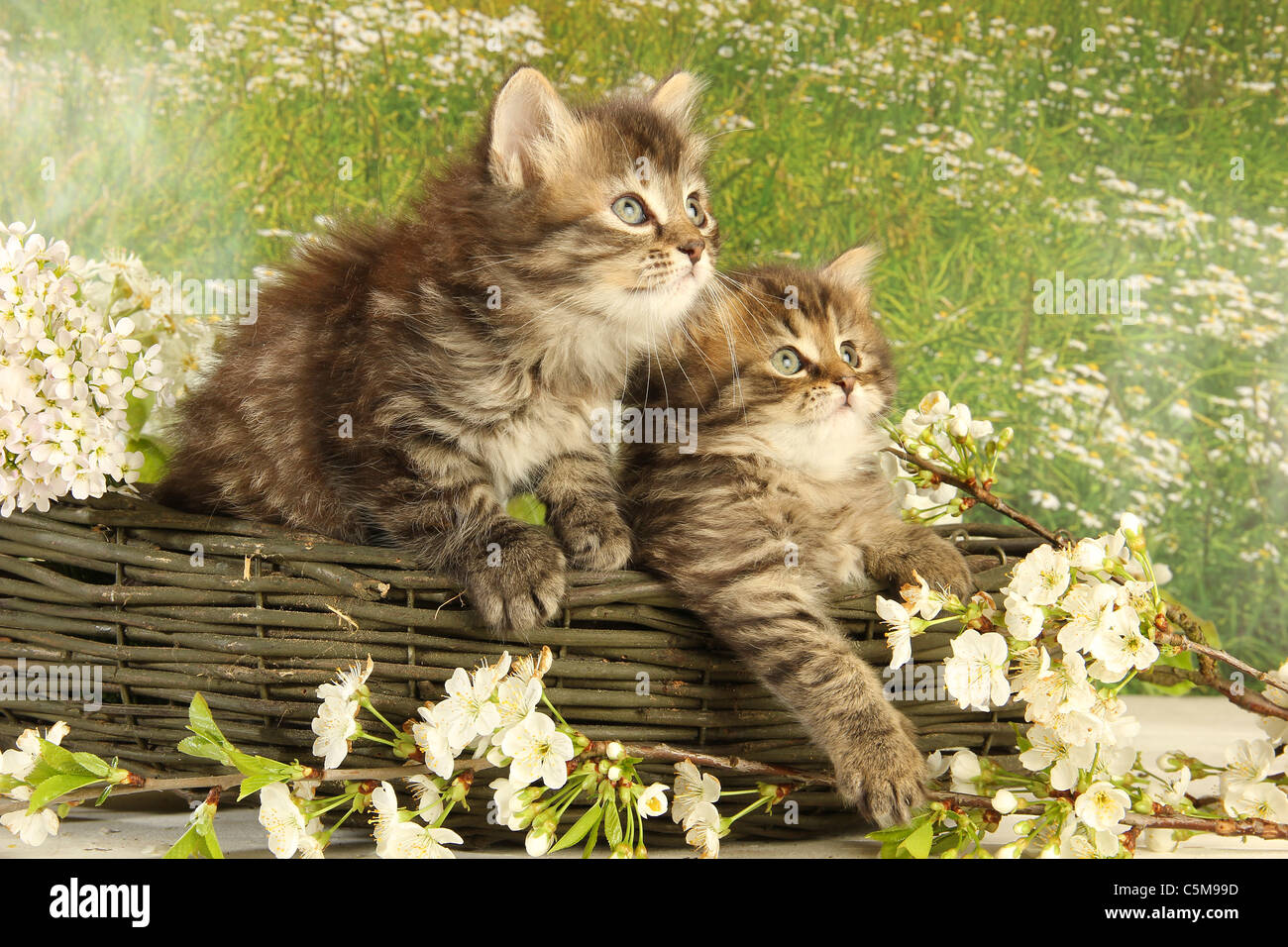 Two cats basket flowers hi-res stock photography and images - Alamy